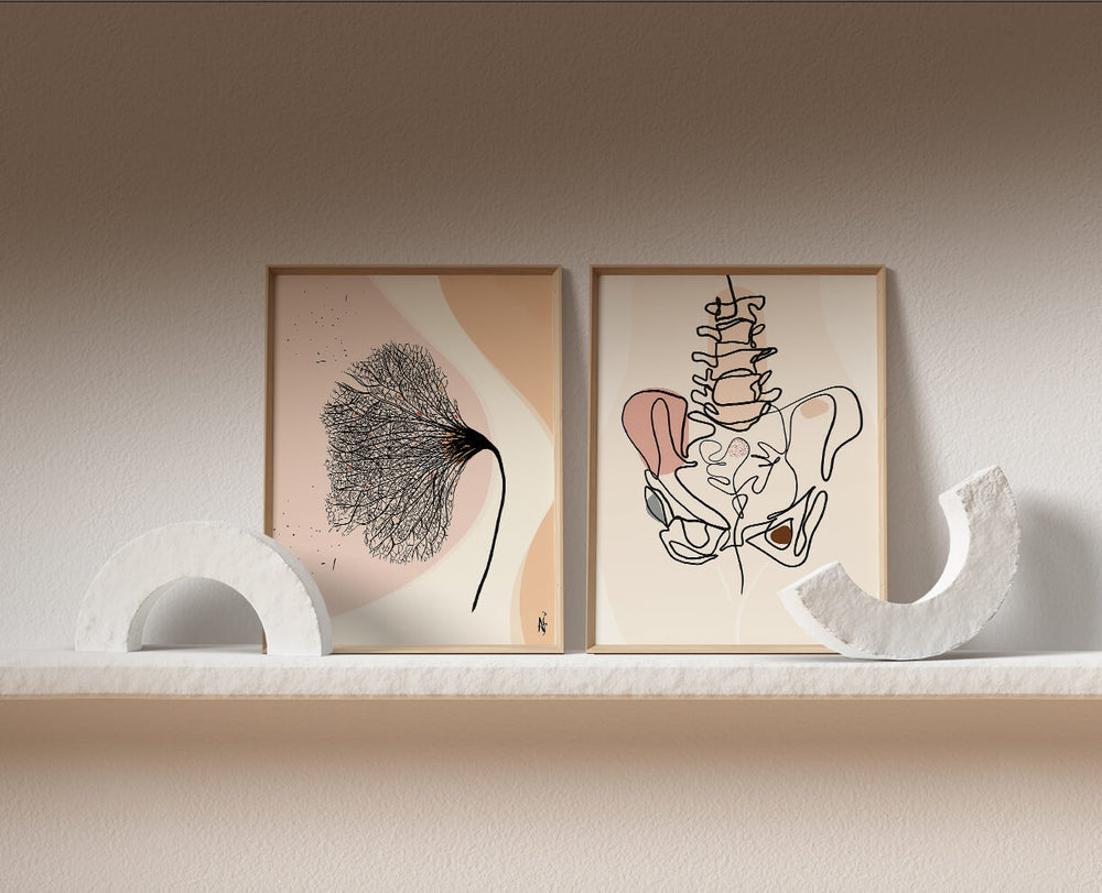 Pelvis anatomy line art