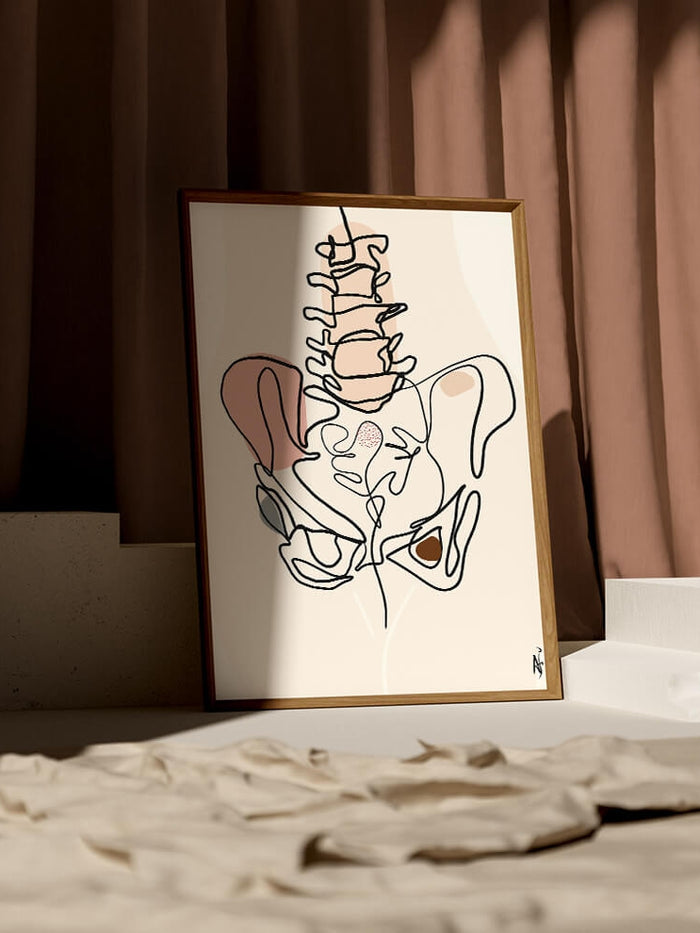 Pelvis anatomy line art